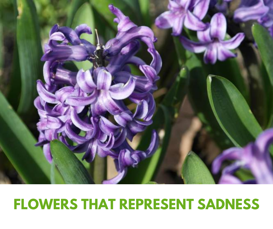 Flowers That Represent Sadness - Gardening Baron